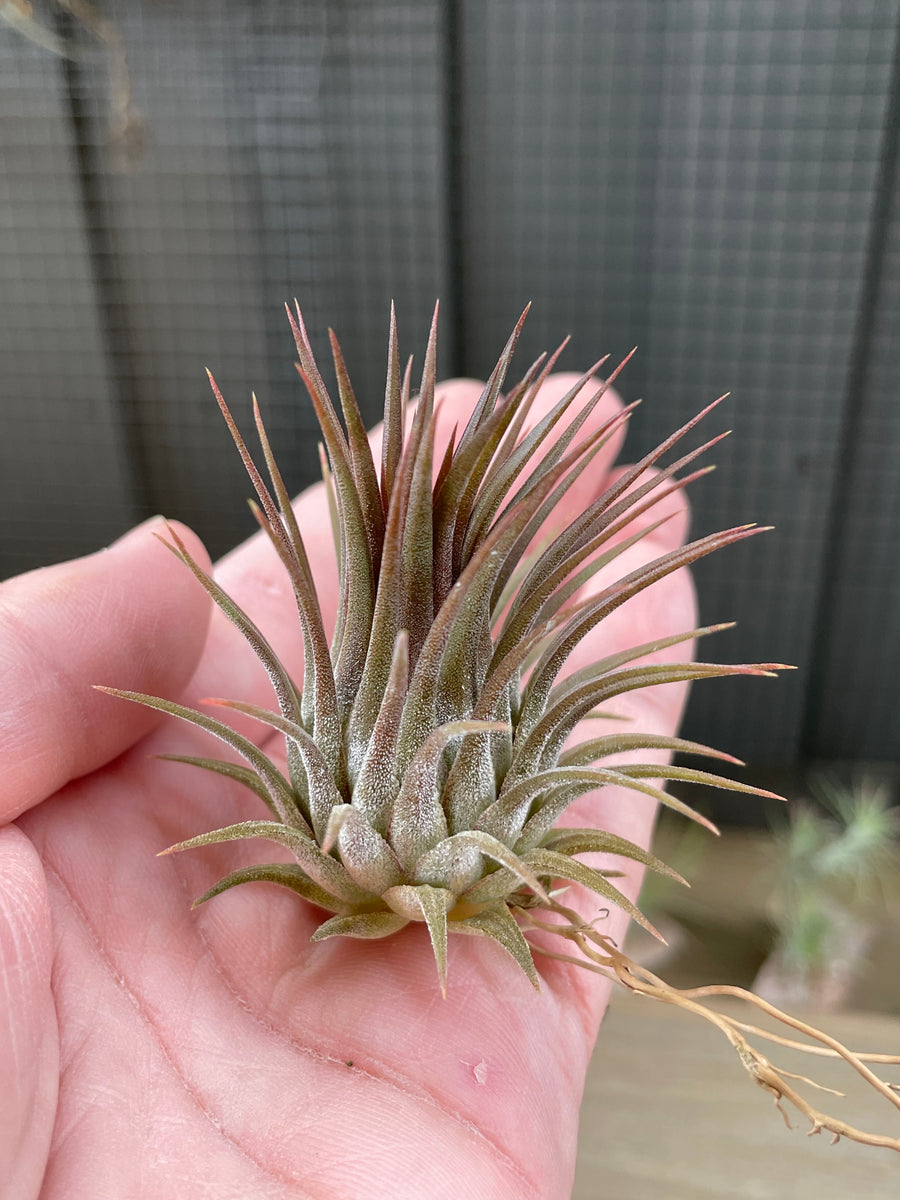 Tillandsia ionantha var stricta 'Rosita' air plant – Crystal King Australia